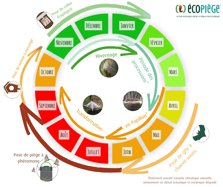 Mieux connaître la chenille processionnaire du pin : Écopiège®